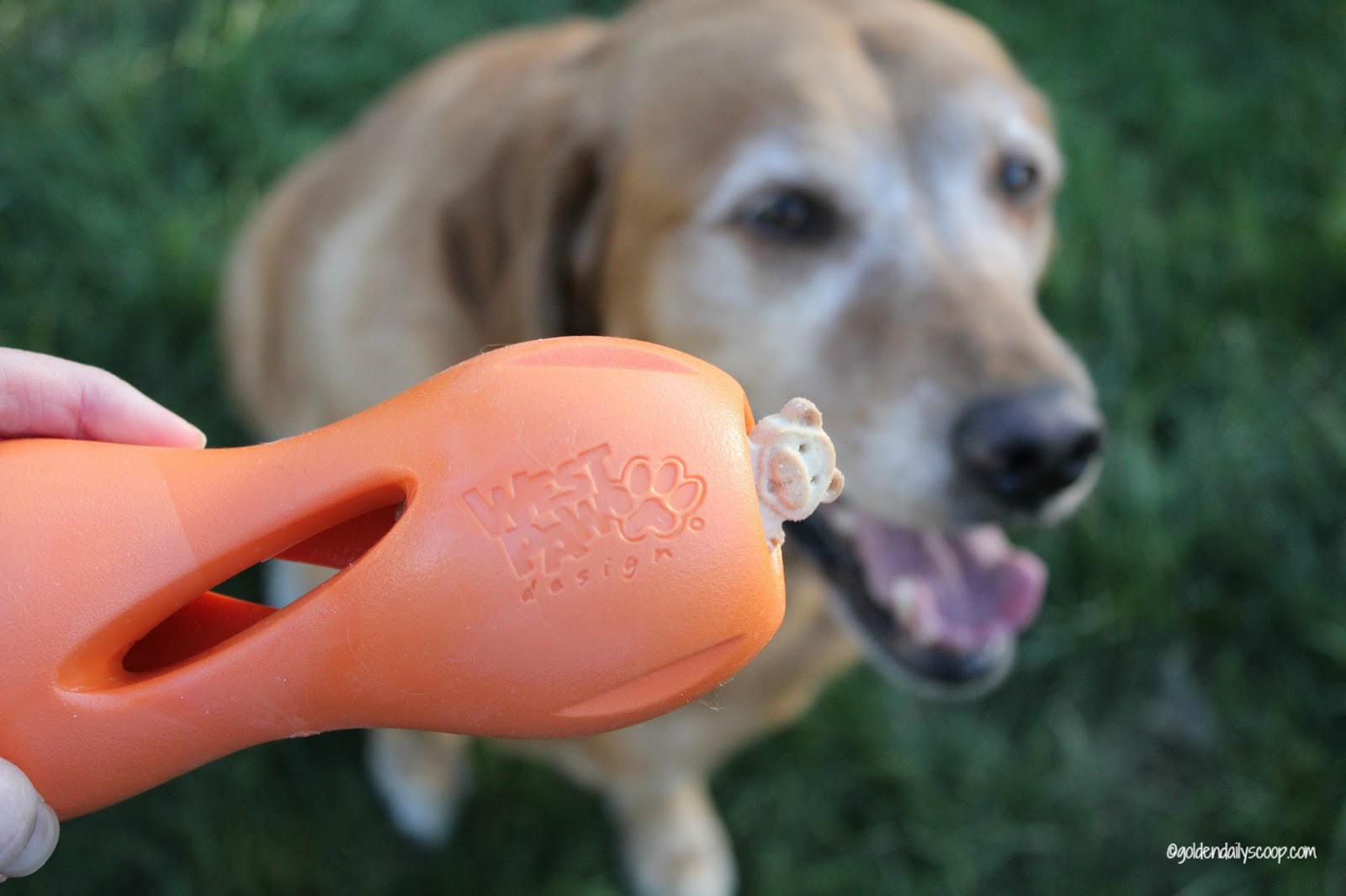 Three Durable Toys For Tough Dogs Three Durable Toys For Tough Dogs