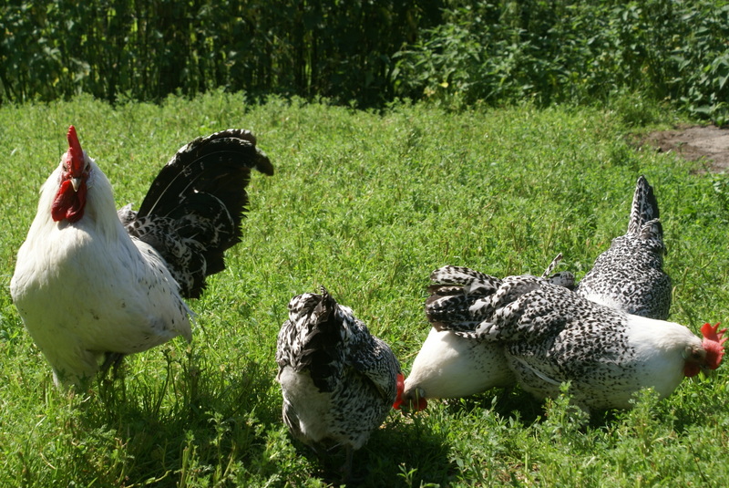 Balsemien: Dag Groninger meeuw...