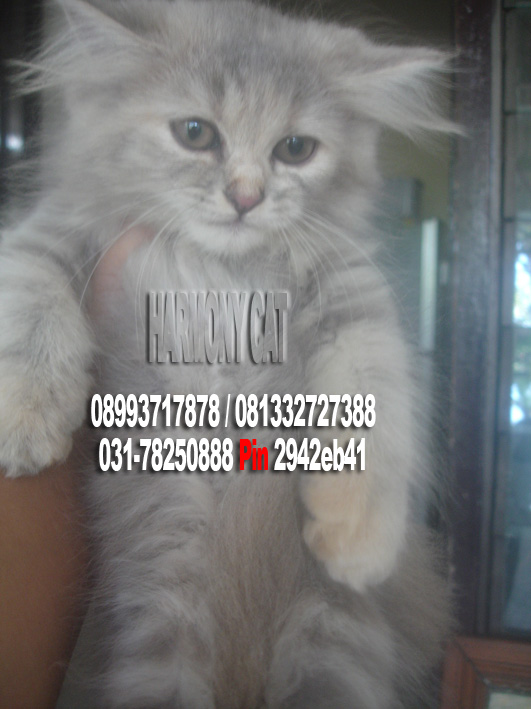 44+ Top Gambar Kucing Persia Warna Abu2