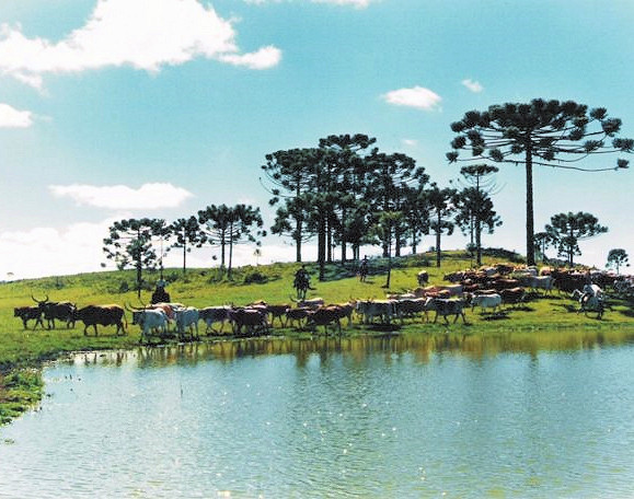 O que os meus olhos já viram... e os meus pés já pisaram: Lages - Santa ...