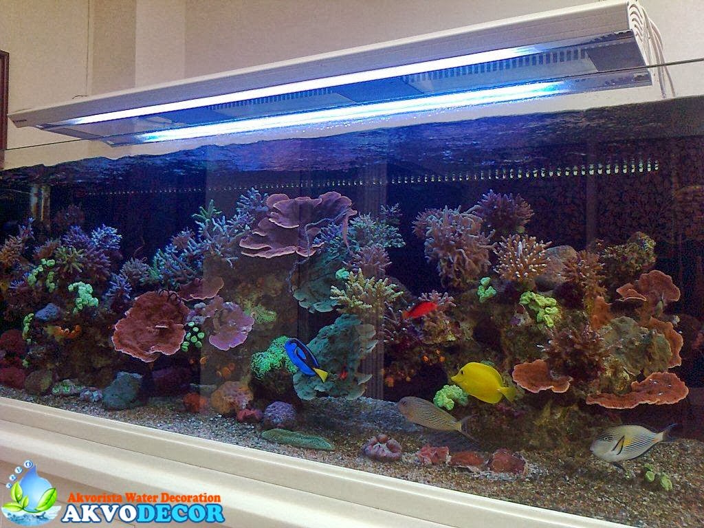 Aquarium air laut ~ Blog Akvodecor.com