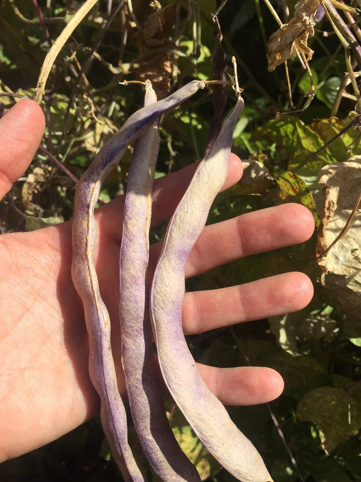 my family prepared: How to Save Bean Seeds {Tutorial}