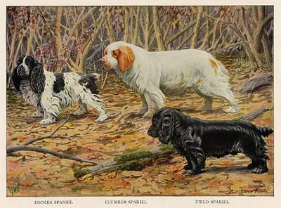 NUNCAJAMAS COCKER: HISTORIA ANTIGUA DEL COCKER