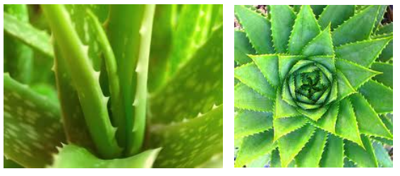 Health Alert!: Sabila (Aloe barbadensis) Description and Use
