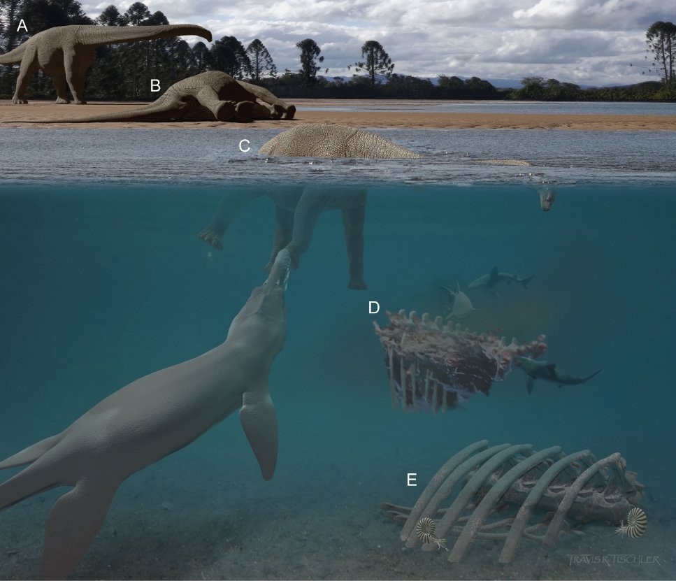 Species New to Science: [Paleontology • 2017] Reappraisal of ...