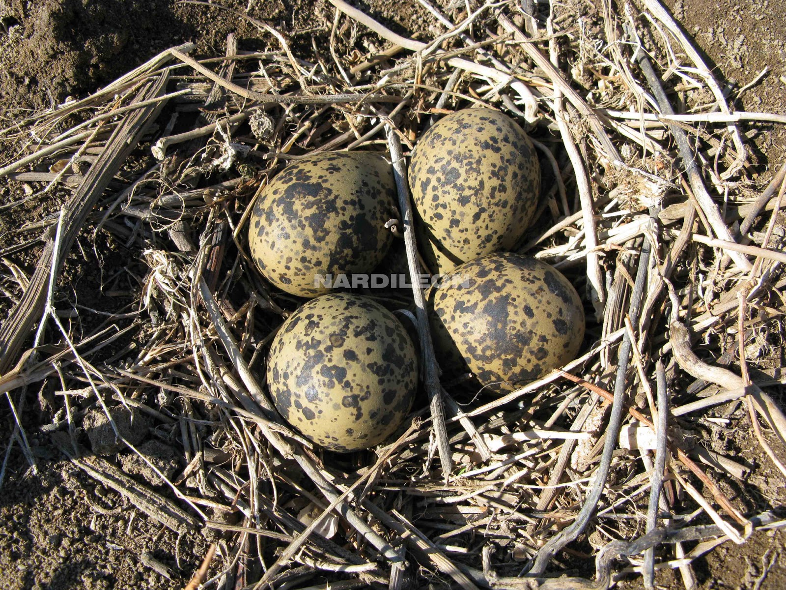 NARDILEON: ¿A qué se debe el color de los huevos?