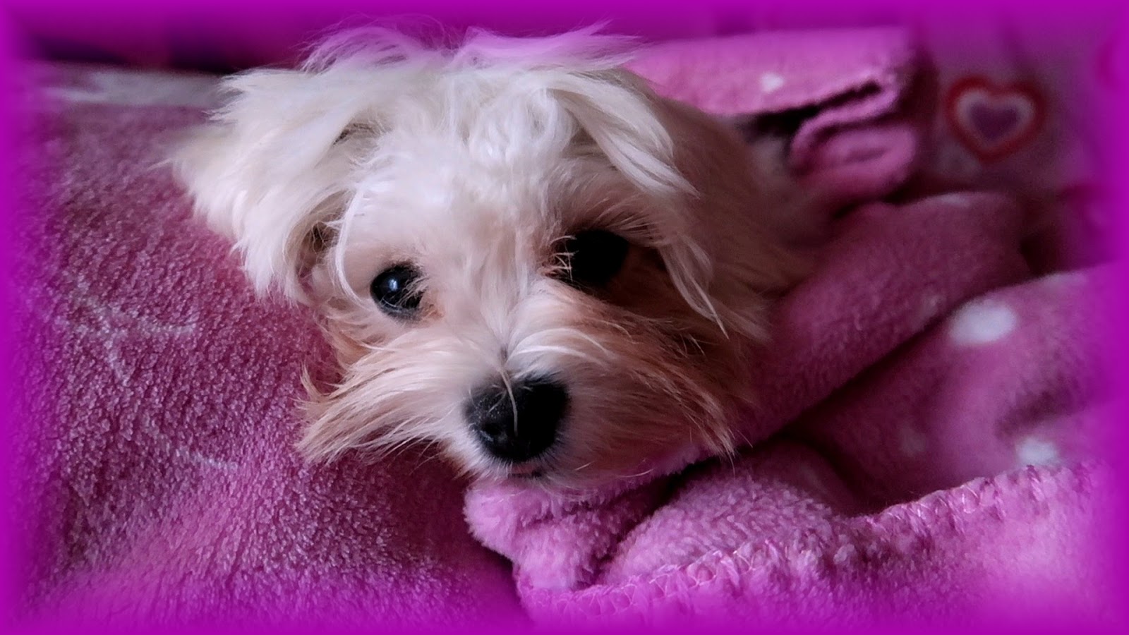 PerrosLover: noviembre 2018