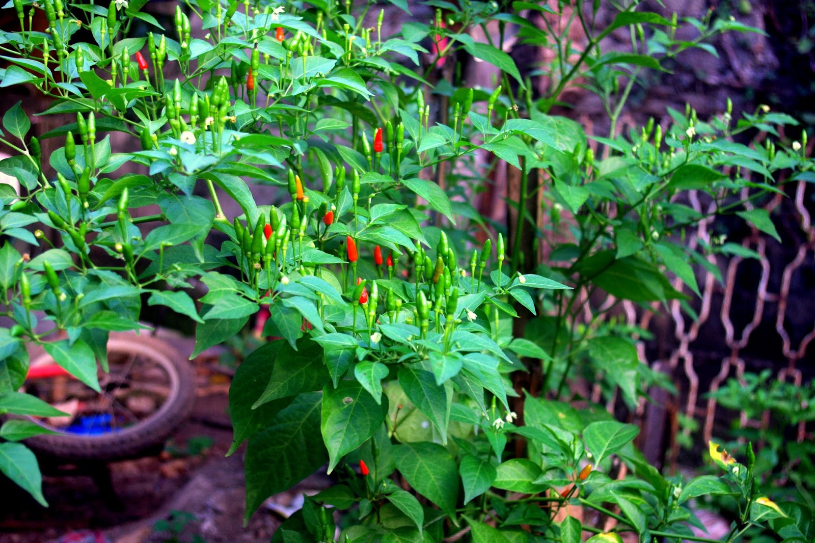 noel autor: The Philippine Wild Chili Pepper (Siling Labuyo)
