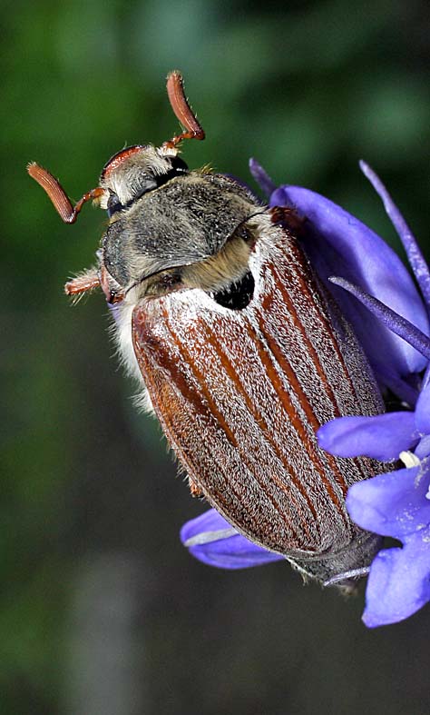 CABINET OF CURIOSITIES: May-bug (in June)