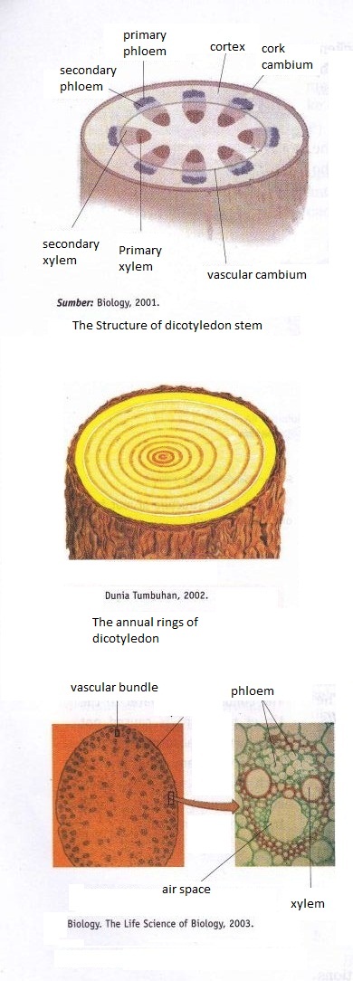 Structure Of Plant Organ Stem - New Science Biology