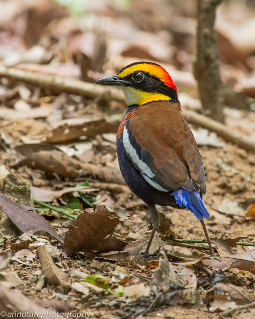 Naturalist Photography