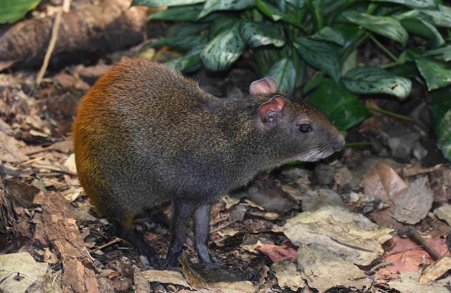 ZOOTOGRAFIANDO (6.100 ANIMALS): AGUTÍ BRASILEÑO / COMMON RED-RUMPED ...