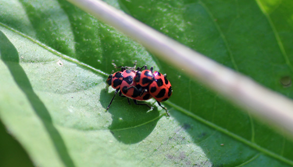 MObugs: Pink-Spotted Lady Beetle