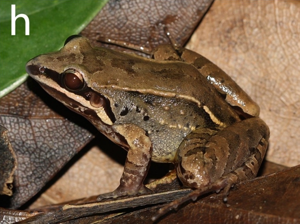 Species New to Science: [Herpetology • 2020] Leptodactylus barrioi, L ...