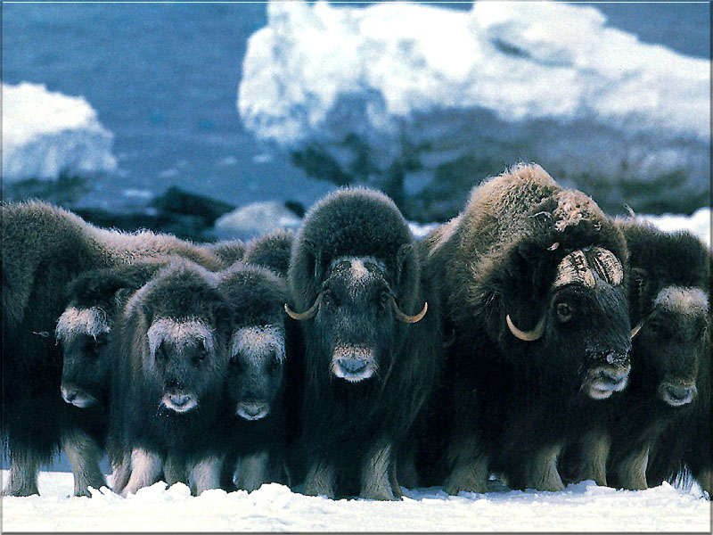 HD Desktop Wallpaper: ox