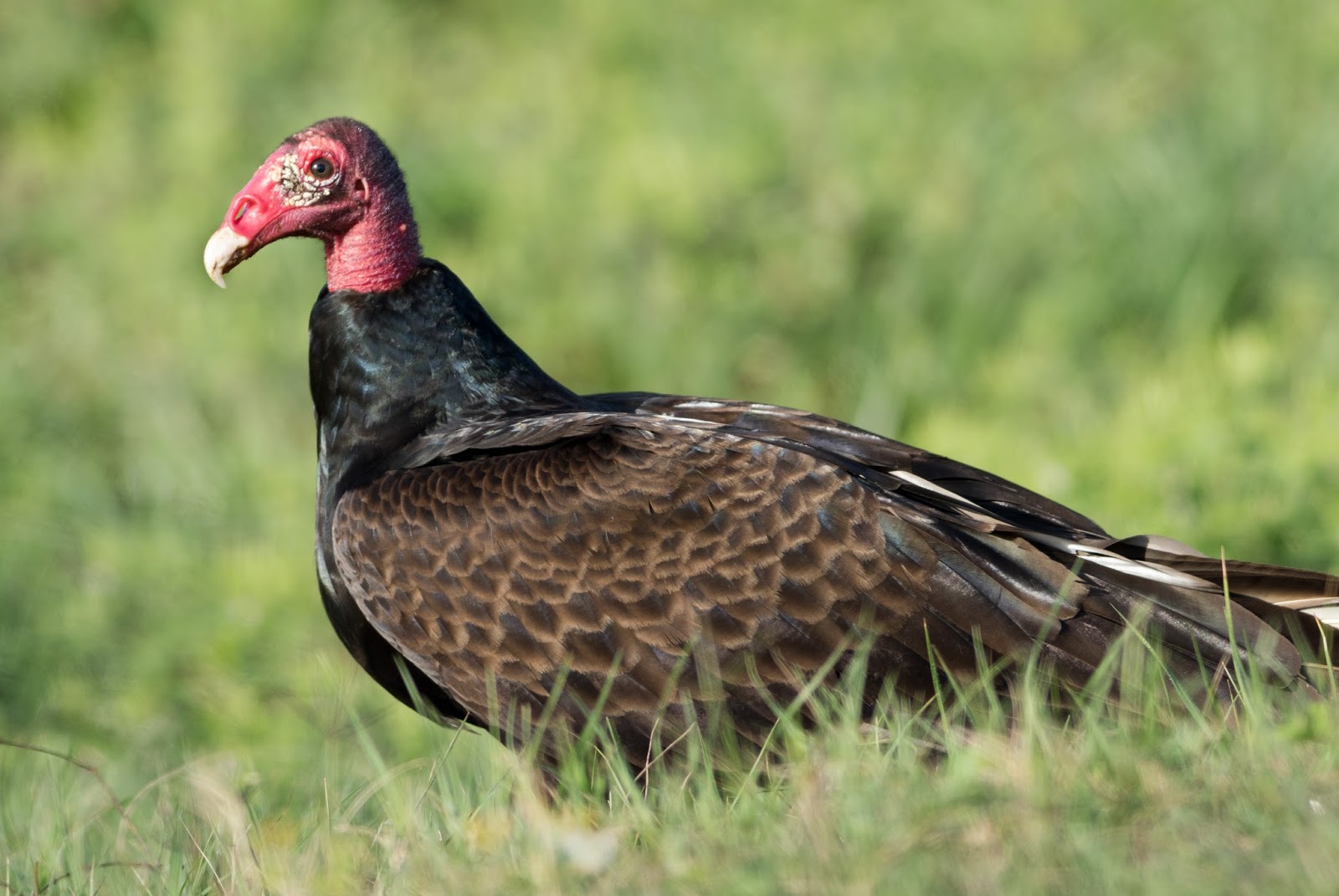 Pixie Birding: Florida Birding Trip Report - Day 4 (Three Lakes WMA)
