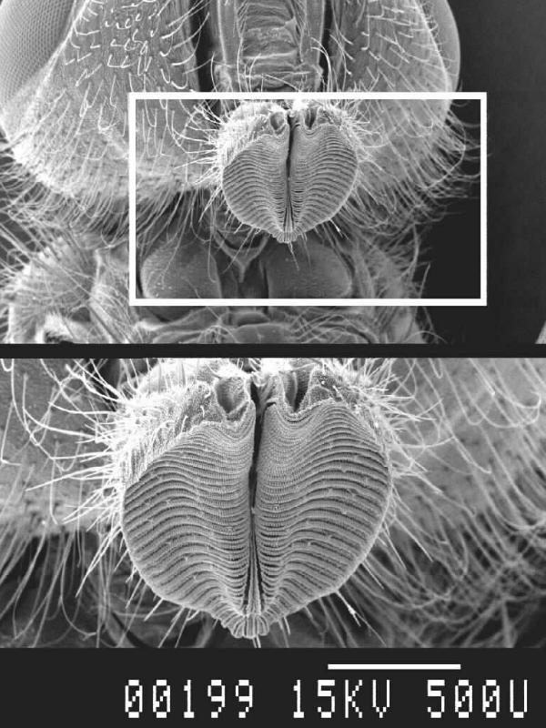 Time to Fly: Bioinspiration of houseflies