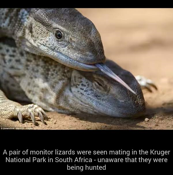 Unlucky monitor lizard is attacked and eaten as it mated