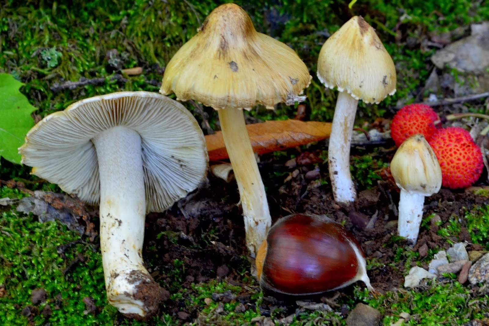 Setas Extremadura : Inocybe Fastigiata