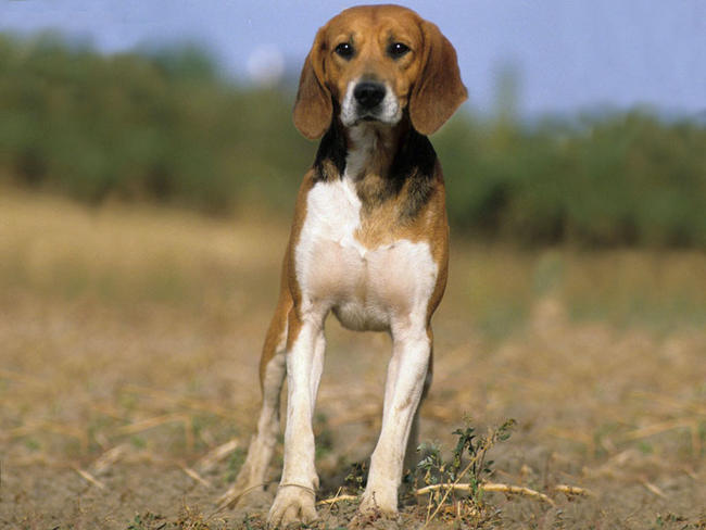 dog side stories: Beagle Harrier ( Μπιγκλ Χάριερ )