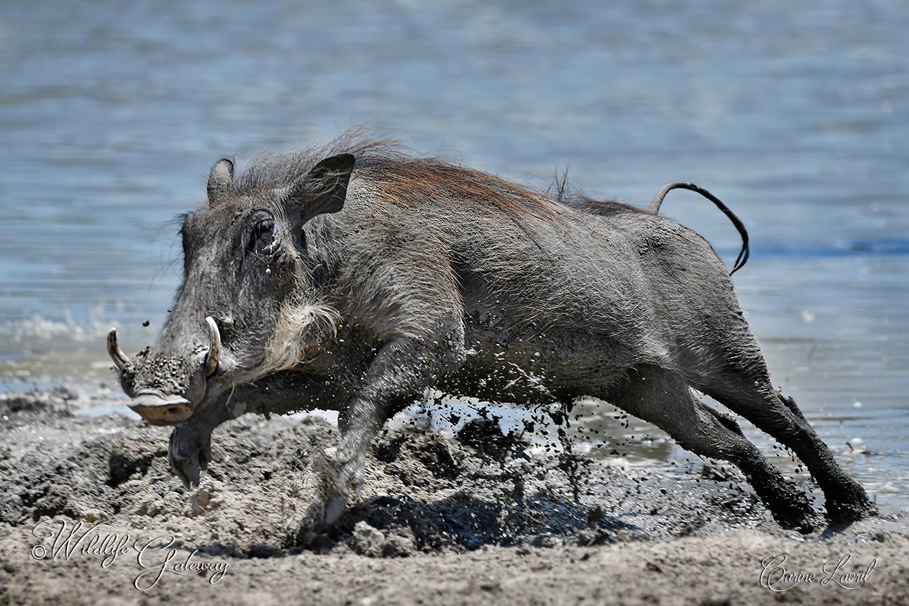 WILDLIFE GATEWAY: Le phacochère, un mal aimé...