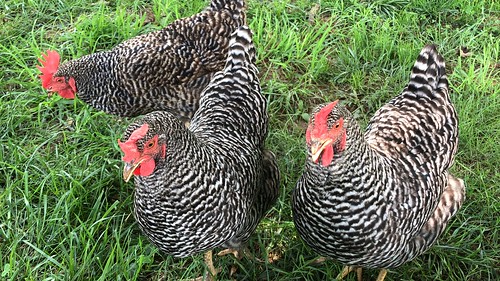 Behind the French Menu: Poulet, Poularde, Poule, Pousin – Chicken ...