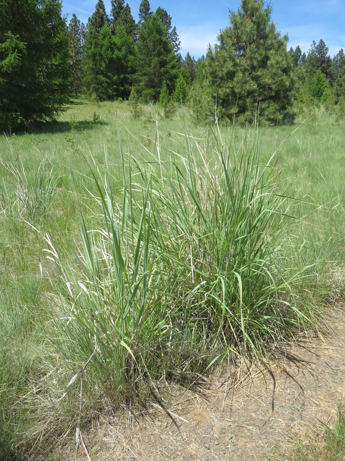 GROWISER: Northeastern Oregon's Wildflower Paradise