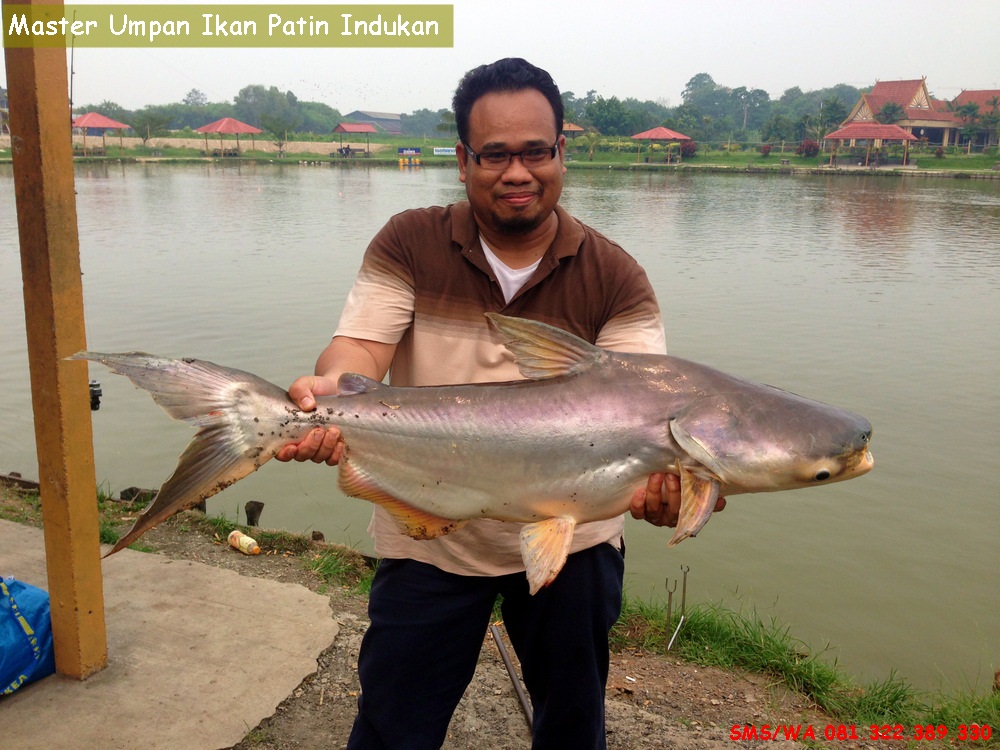 Master Umpan Ikan Patin Indukan - Toko Umpan Master Essen 100 % Asli ...