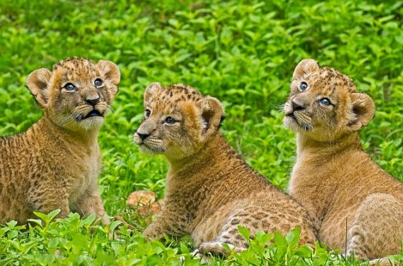 hayvanların ilginç dünyası: ASLANLAR 1