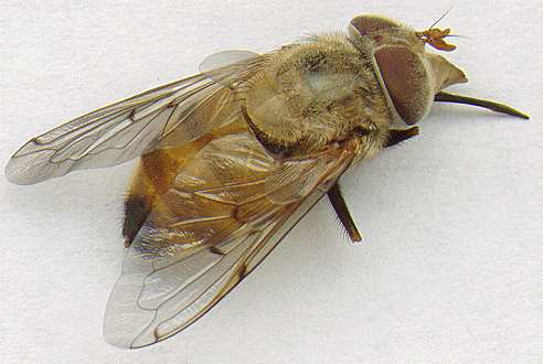 Horsefly - Insects Morphology