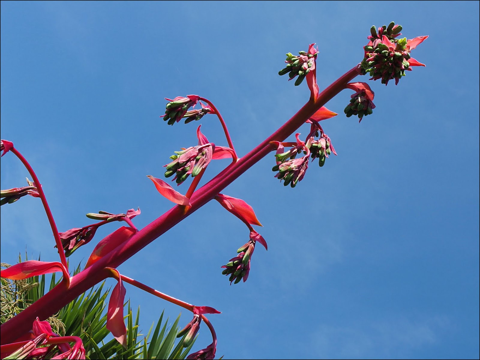 "By Stargoose And Hanglands": May Flower, May Tree