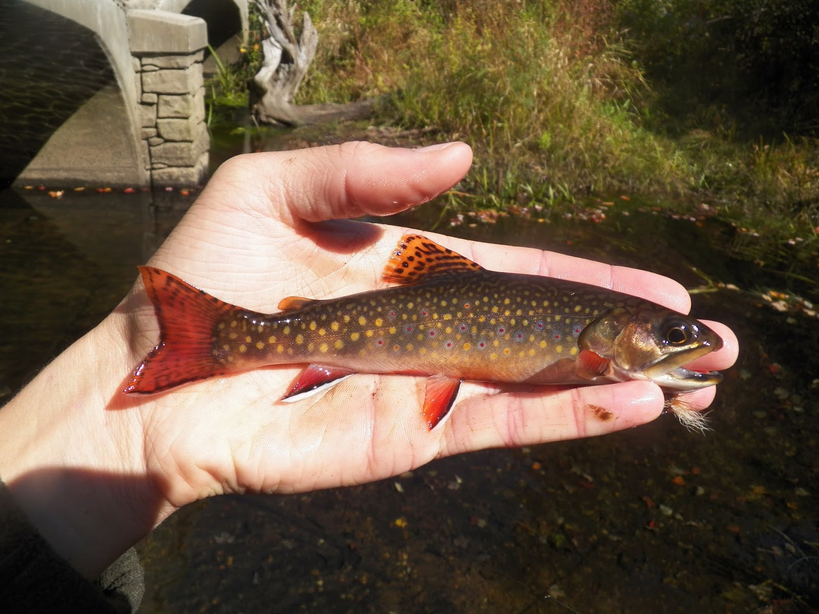 Connecticut Fly Angler: Speechless- A Small Stream Brook Trout Adventure