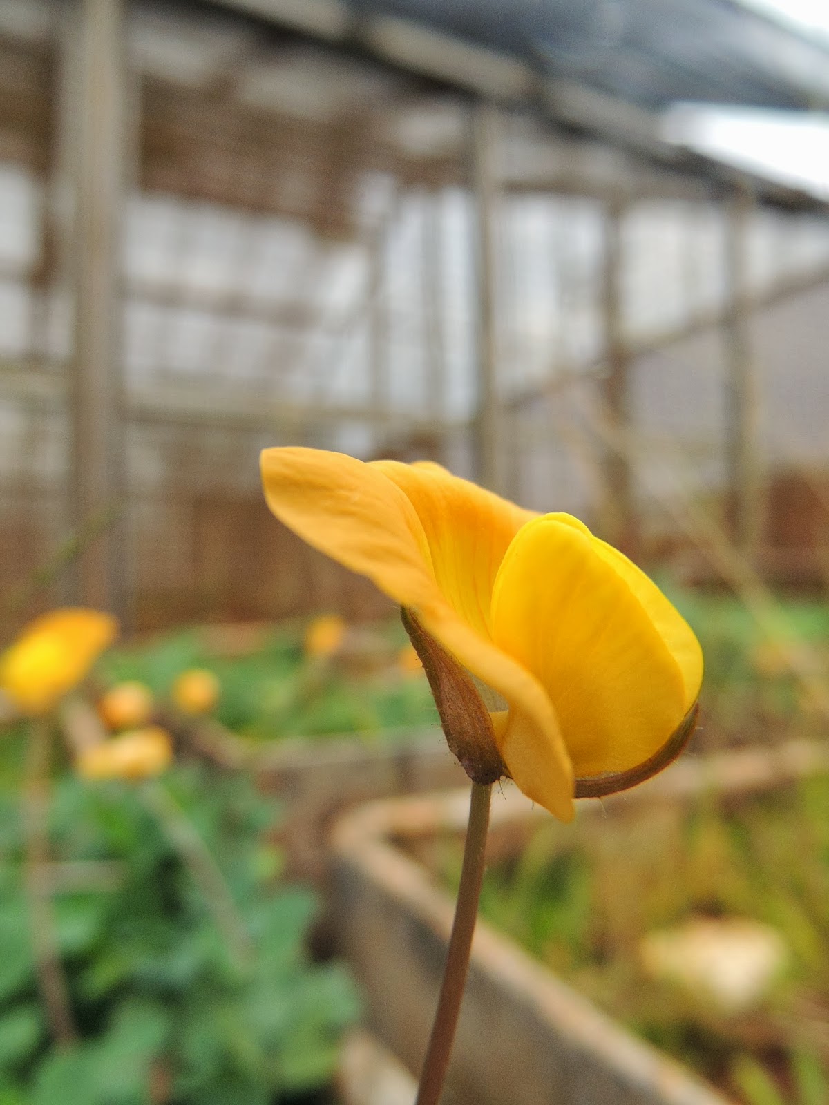 Fabaceae - Leguminosae no Brasil: setembro 2013