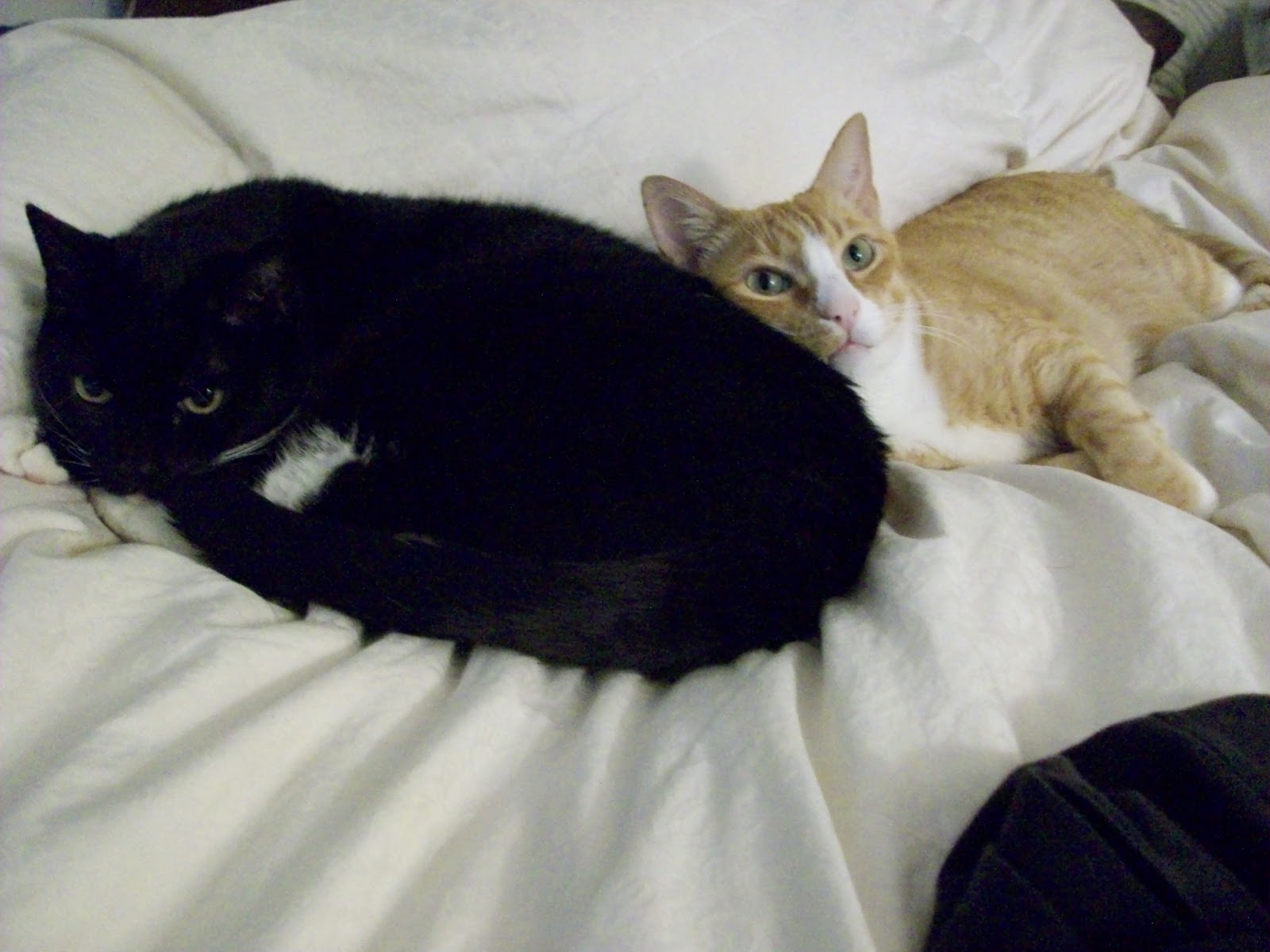 World O' Crap: Post-Friday Beast Blegging