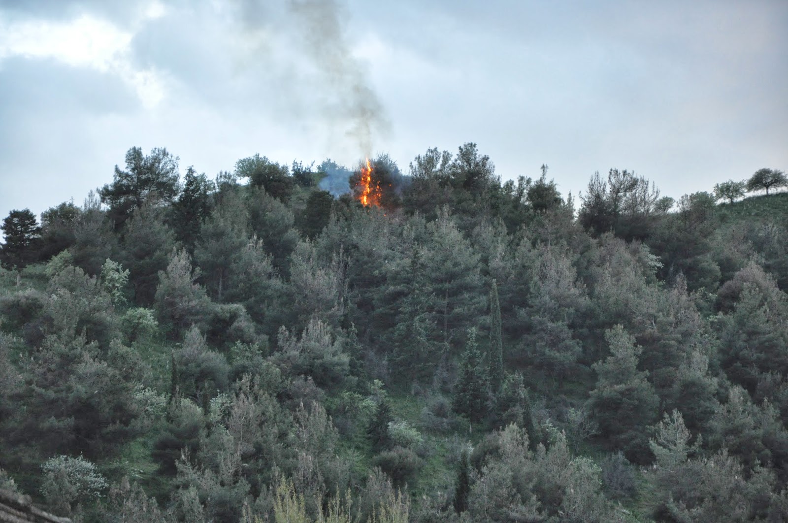 ΜΙΚΡΗΣ ΕΚΤΑΣΗΣ ΠΥΡΚΑΓΙΑ ΣΕ ΔΑΣΟΣ ΣΤΗΝ ΚΡΗΝΗ ~ ΚΡΗΝΗ ΤΡΙΚΑΛΩΝ BLOG