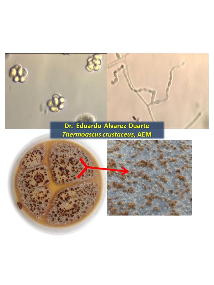 Micelio: Thermoascus crustaceus