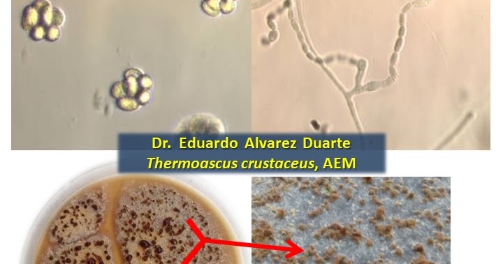 Micelio: Thermoascus crustaceus