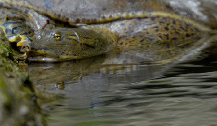Red and the Peanut: Now that's a spiny softshell...