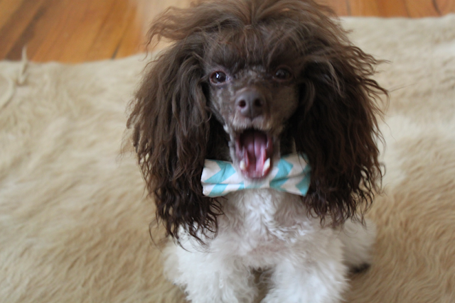 Huxtable The Poodle | Toy Poodle Blog | Parti Poodle