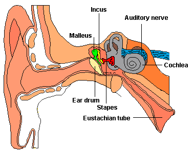 Some facts about the ears | Facts About All