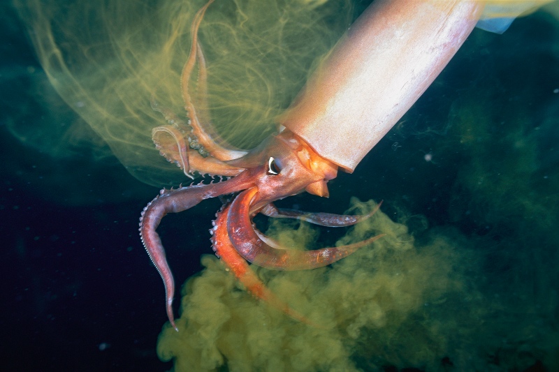 Biological Freak II: 五種巨大的魷魚(Big Squids) 09-16-2018