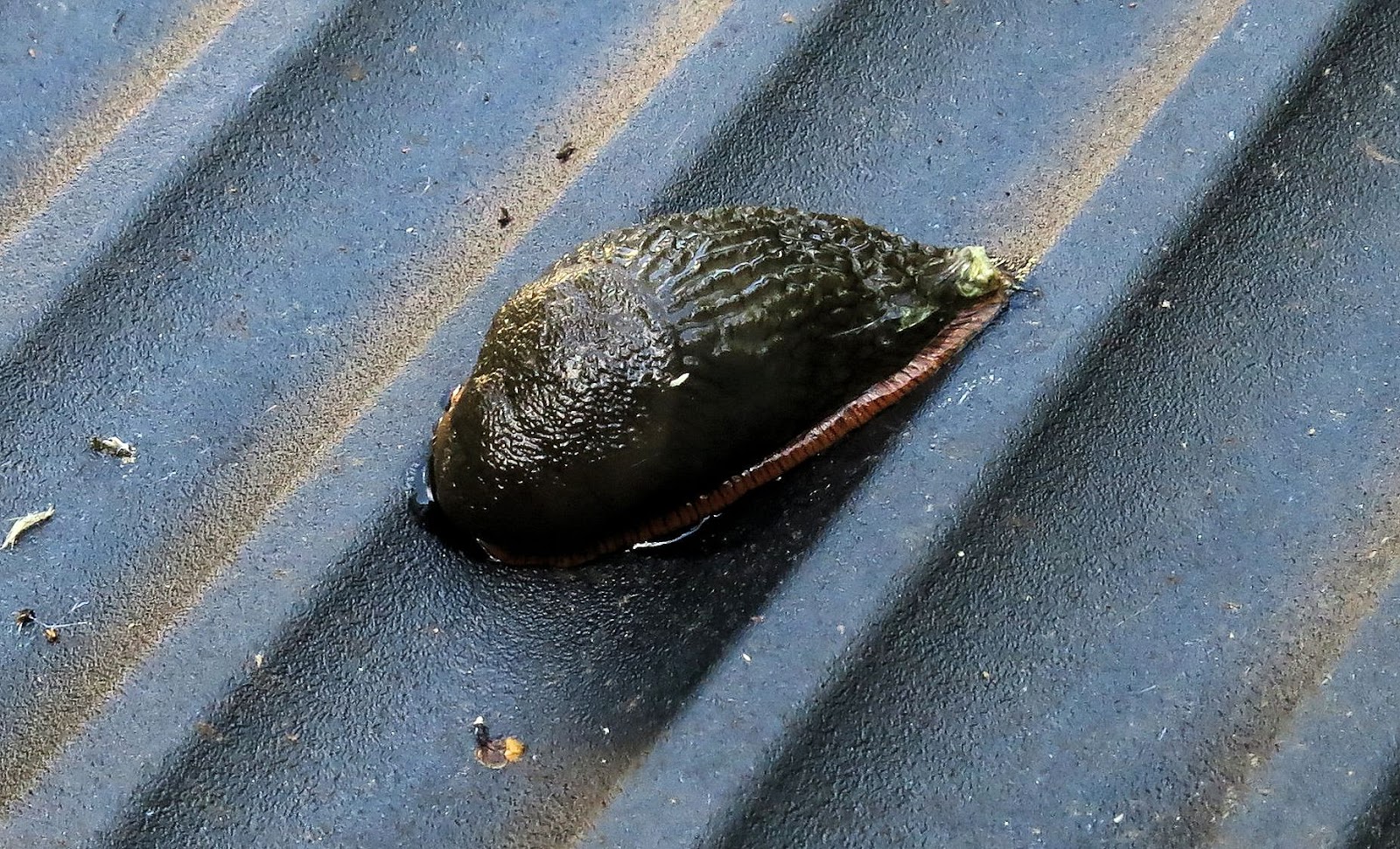 Gourmet Gardening: Fighting the slug and snail takeover