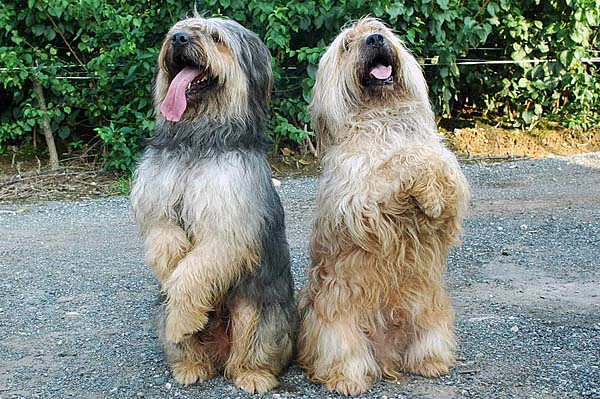 razas de perros: SAPSAL