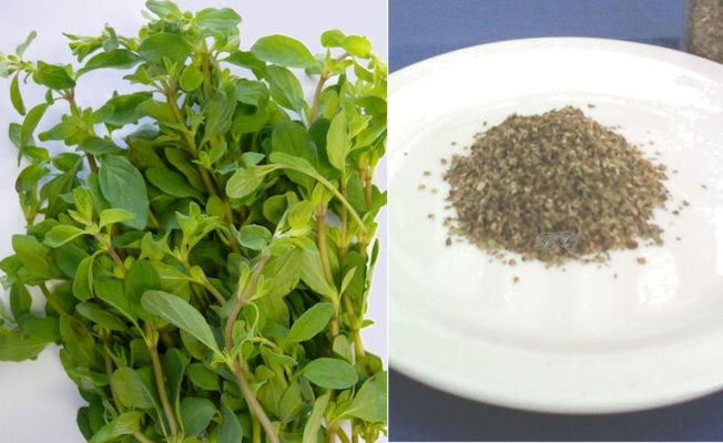 Bunatatile casei: Maghiran