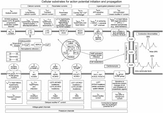 Dr Han Naung @ Henry Han : Electrophysiology and Heart Rhythm ...