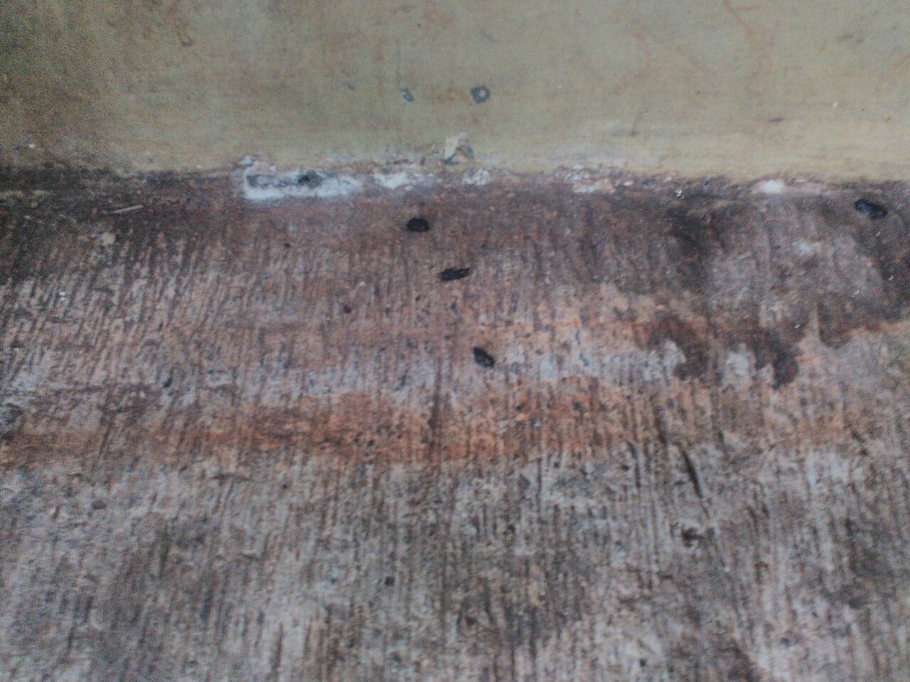 Produk Organik Berwawasan Lingkungan: Cara Jitu mengusir Tikus Dengan ...