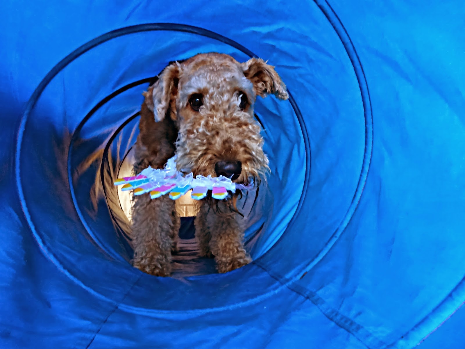 Ruby The Airedale Happy Burthday To Me