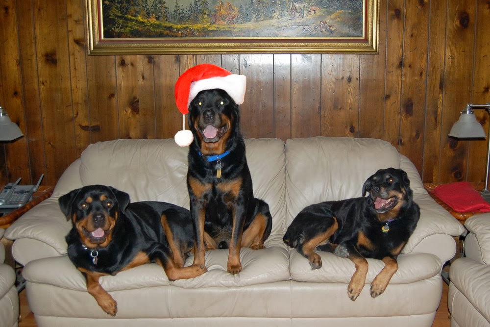 Living with Rottweilers: A special Rottweiler Christmas card for all ...
