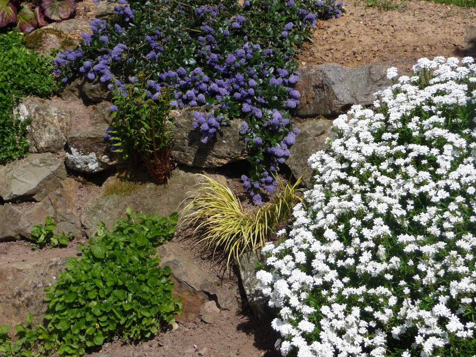 Ma Terre de Bruyère: La petite rocaille ...