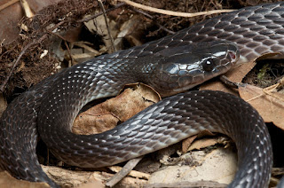 Ular Asli Indonesia: Colubridae